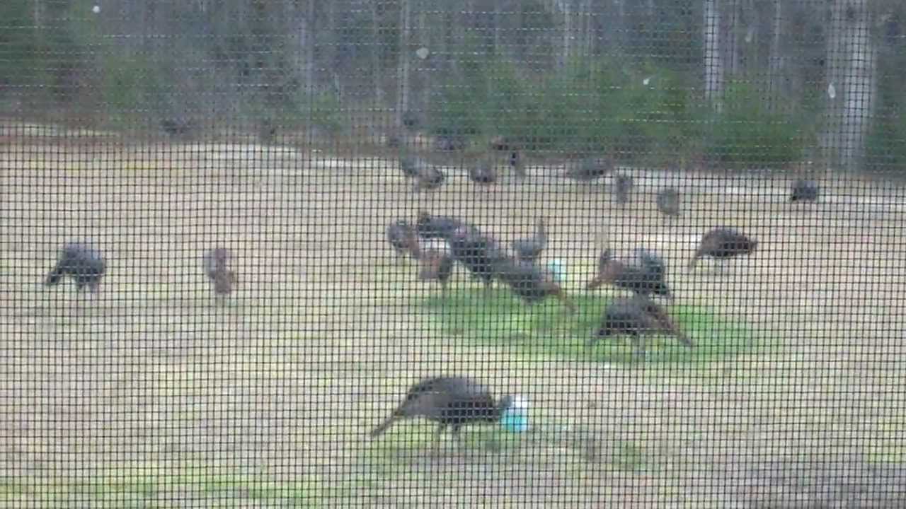 Alot Of Wild Turkeys In My Back Yard - YouTube