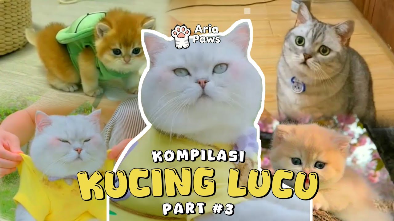 KOMPILASI KUCING LUCU MENGGEMASKAN PART #3 - MOCHI, OREO, DAN TEMAN ...