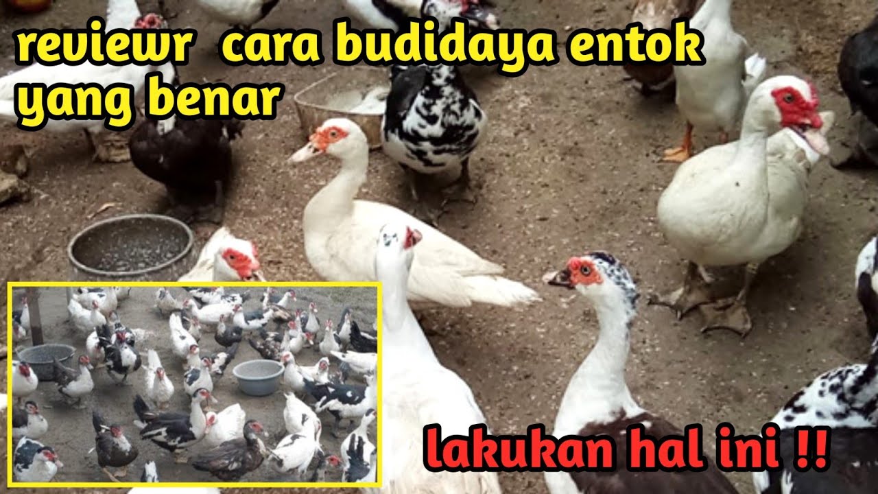 TERNAK ENTOK BISNIS RUMAHAN!!!. cara budidaya entok kecil kecilan ...