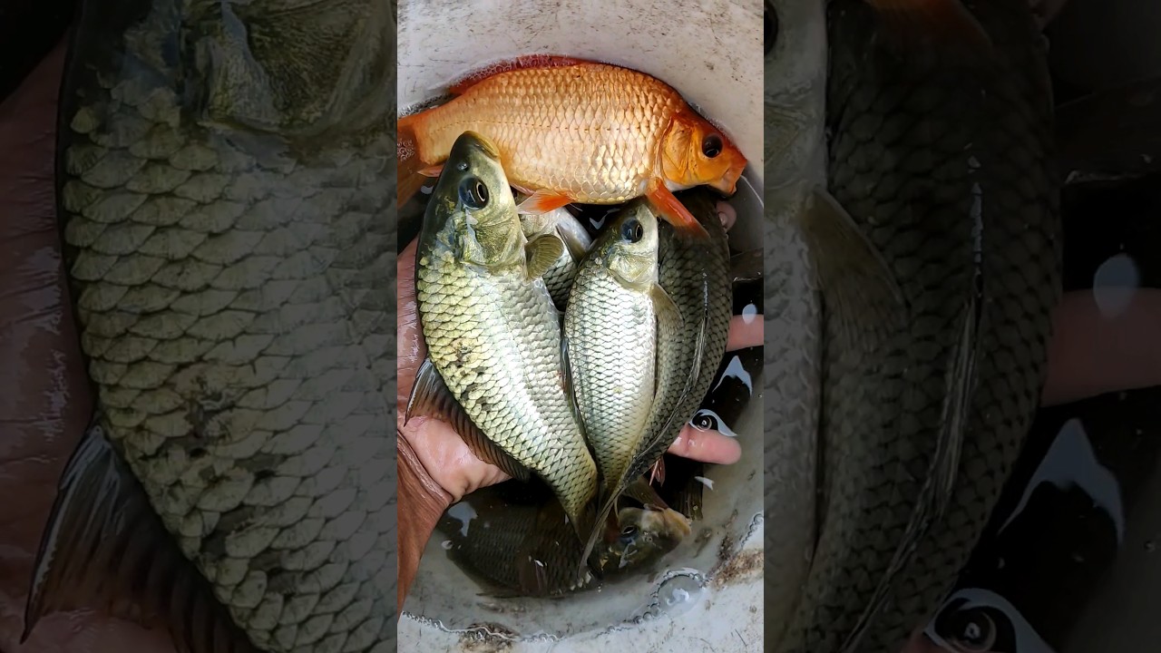 Amur crap fish - YouTube