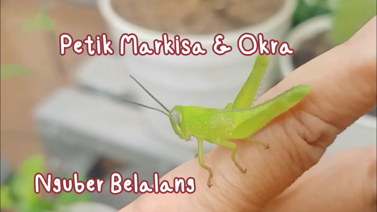 Petik Markisa dan Biji Okra | Tangkap Belalang| Aktivitas Ibu Rumah ...