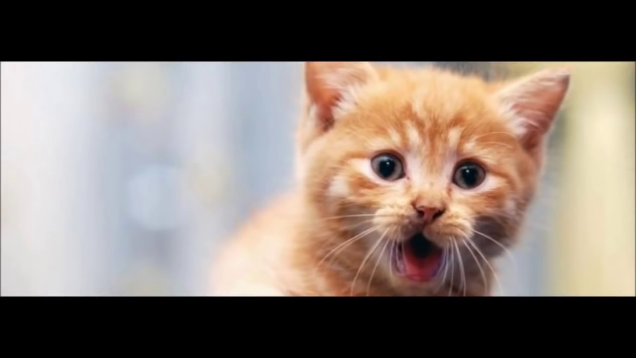 Maullido de gato efecto de sonido HD - YouTube