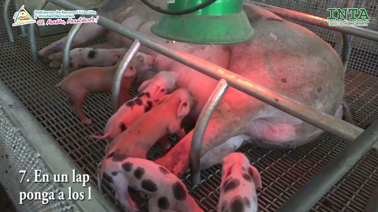 Cuidados post parto de la cerda - YouTube