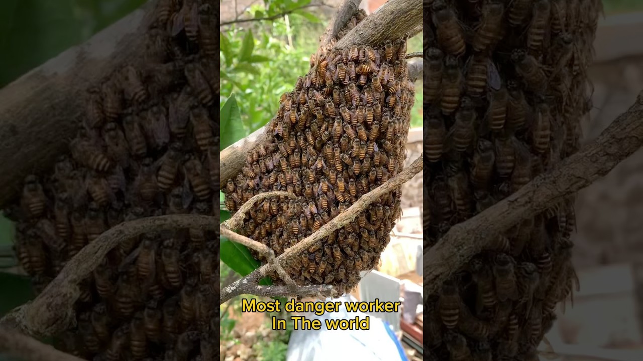 Hunting bee on wildlife #shorts - YouTube