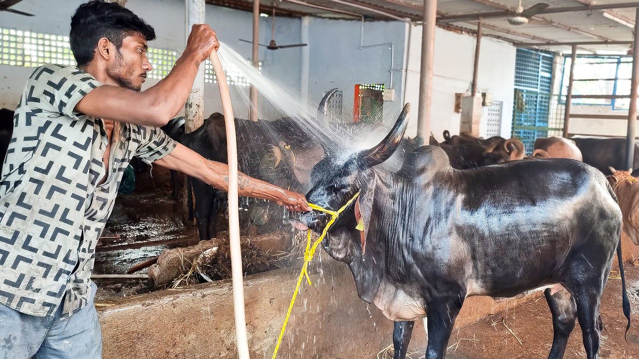 Angry Cow | Kankrej Breed | Cow Washing & Cleaning | How to Cow Wash ...