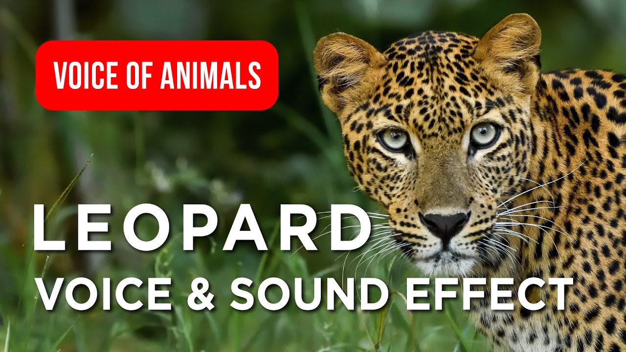 Leopard Voice and Sound Effect for kids - YouTube