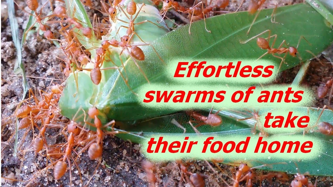 How ants get their food, Effortless swarms of ants take their food home ...