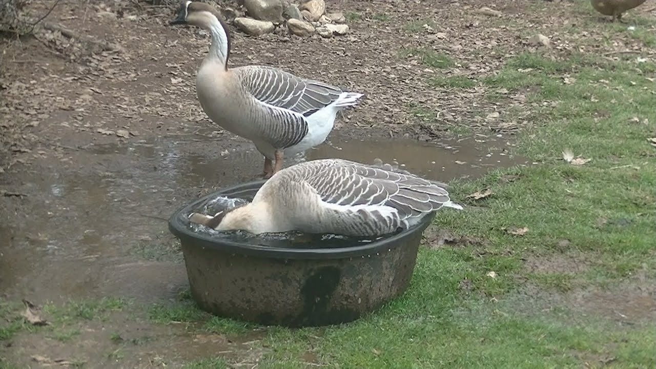 Free Range Geese-The Good, The Bad, The Ugly! - YouTube
