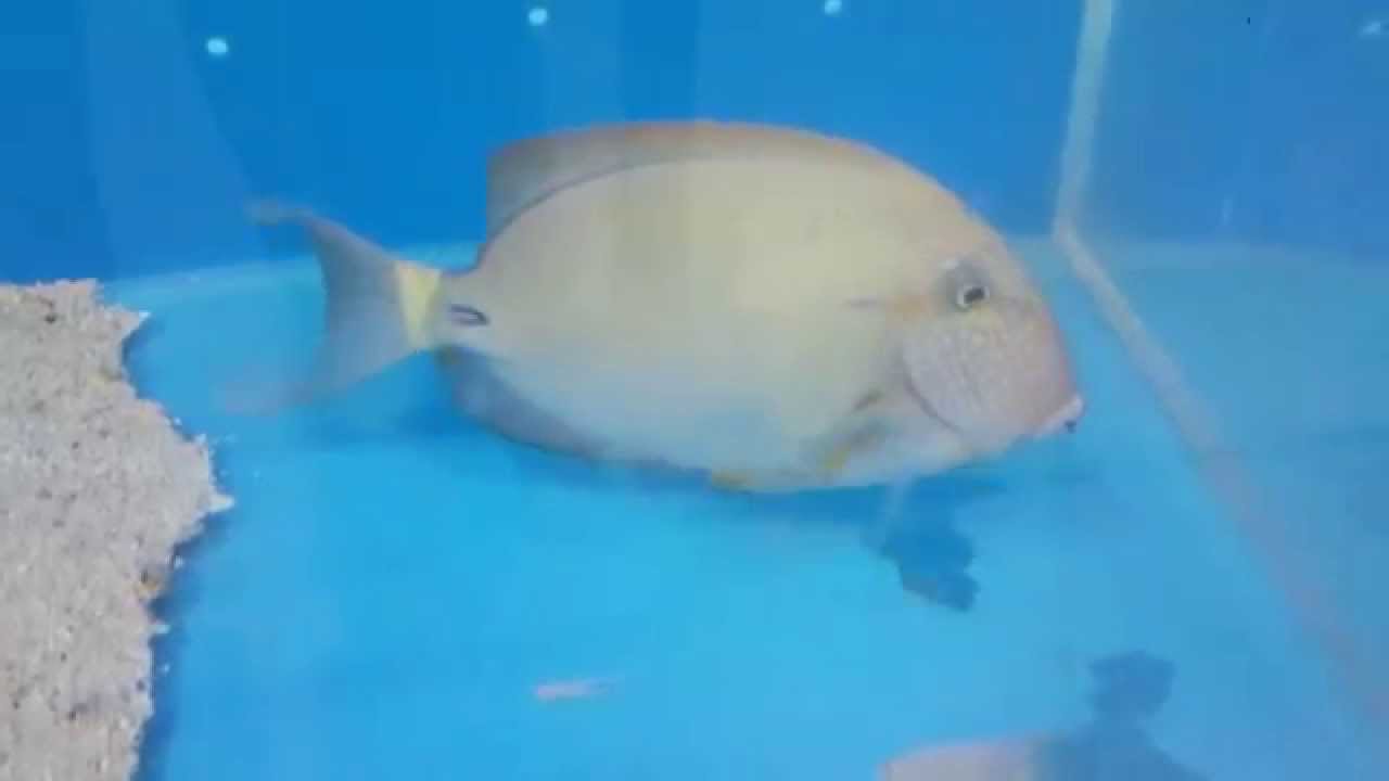 Maculiceps Tang $269 - Customer's Tank - YouTube