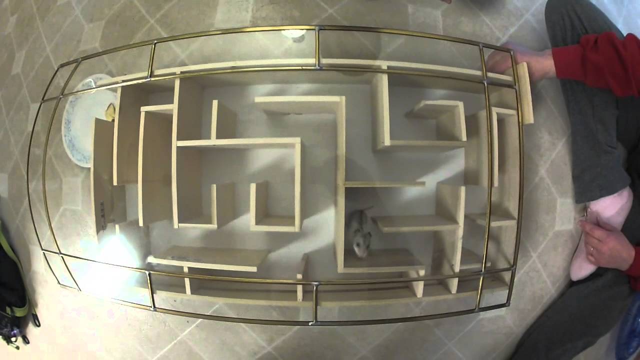 Hamster Maze Run - YouTube