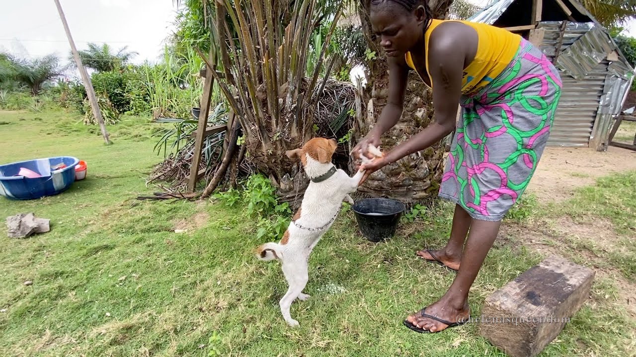 FEEDING and BATH Time for the Dogs🐶 | LIBERIA 2021 | HelenasQueendom ...