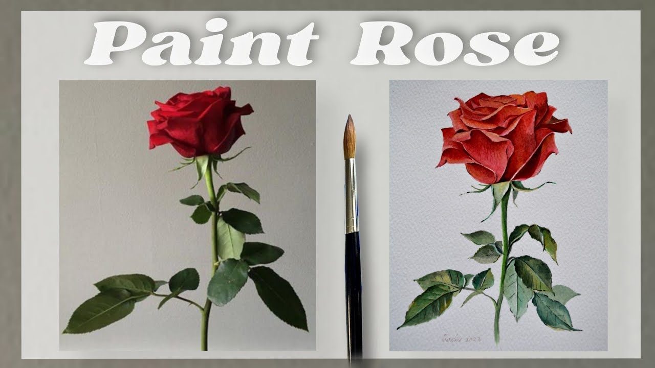 How To Paint A Red Rose Red Rose Watercolor Painting Step By Step how-to-paint-a-red-rose-red-rose-watercolor-painting-step-by-step