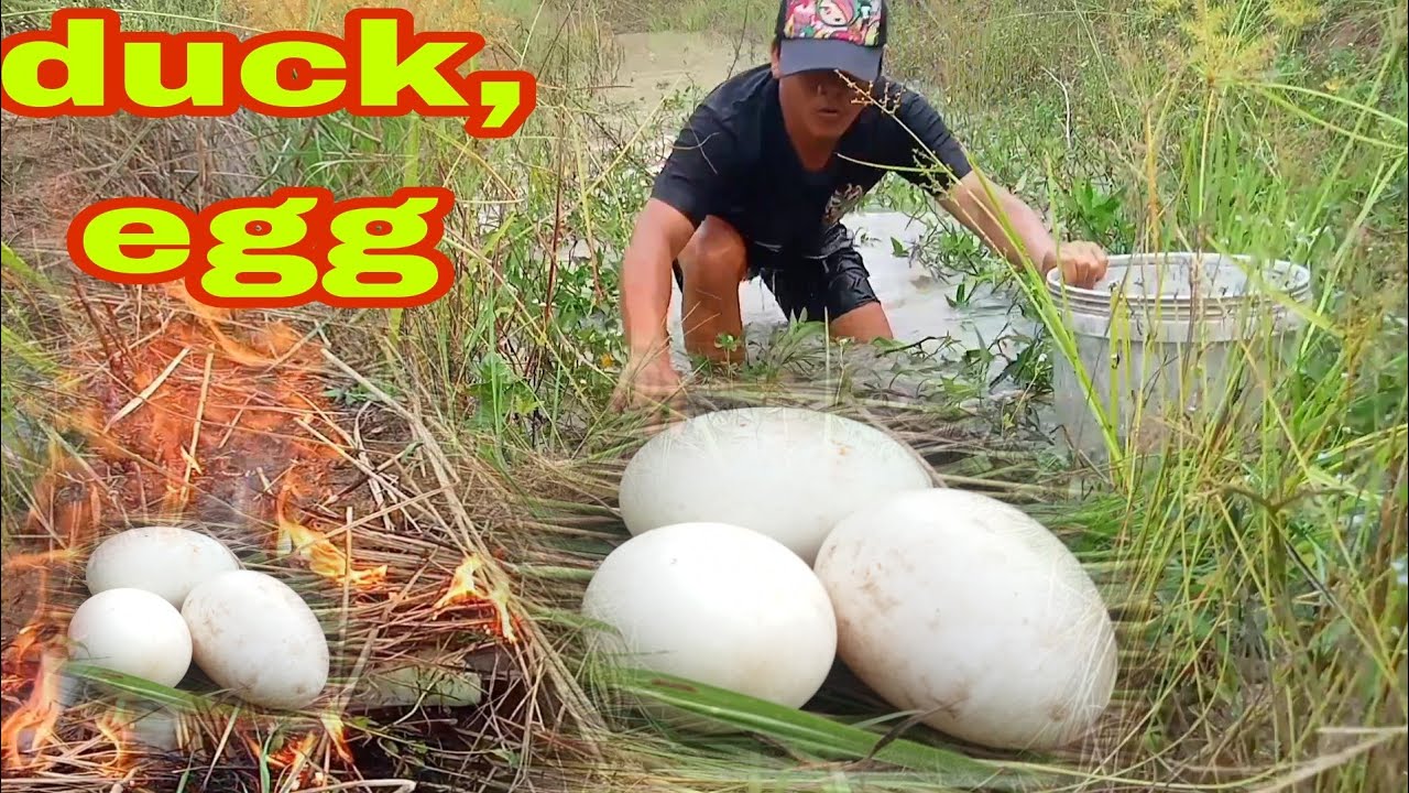snail,liquid,has,duck,egg - YouTube