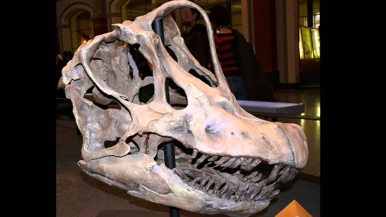 The Tallest Animal Of The Planet - YouTube