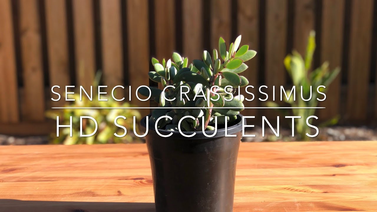 Senecio Crassissimus (Vertical Leaf Senecio) - HD Succulent Video (4K ...