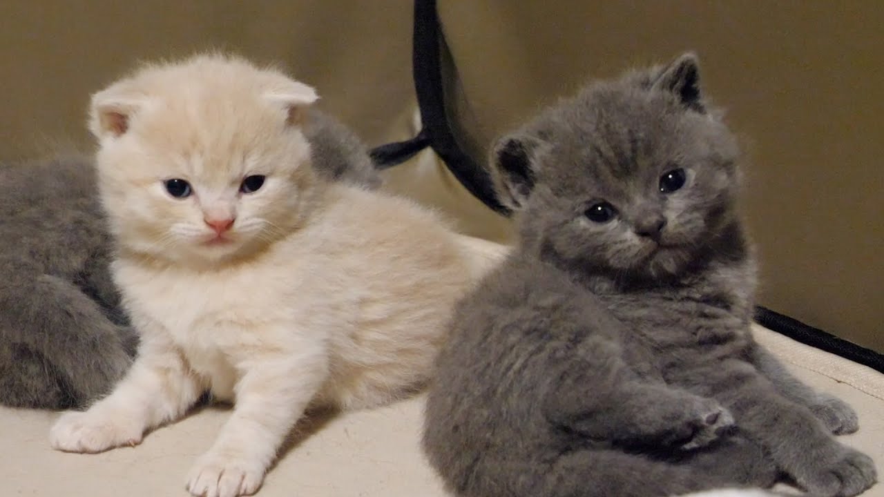 The kitten cries cutely because she wants to go out ... - YouTube