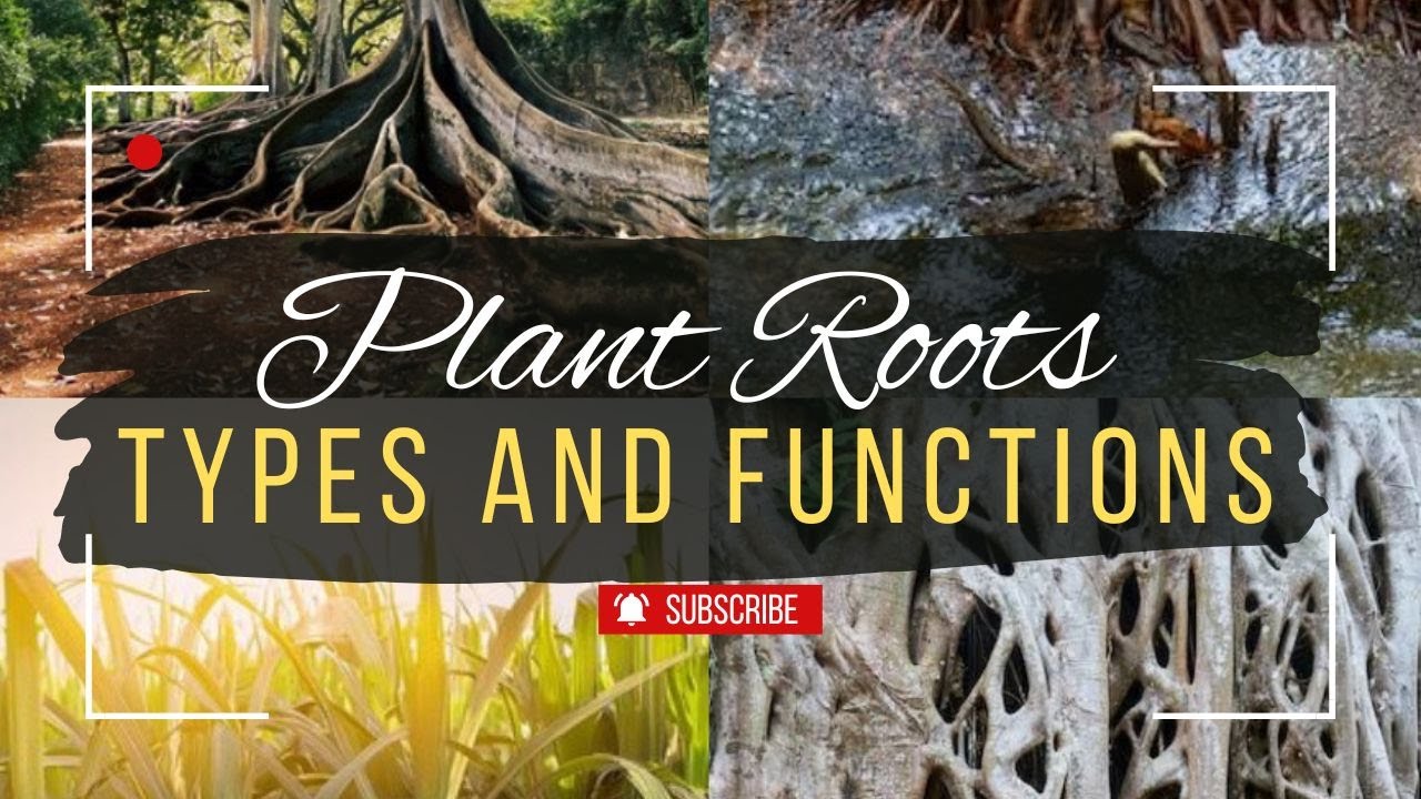 Functions & Types of Plant Roots| Taproot, Fibrous Roots, Aerial, Prop ...
