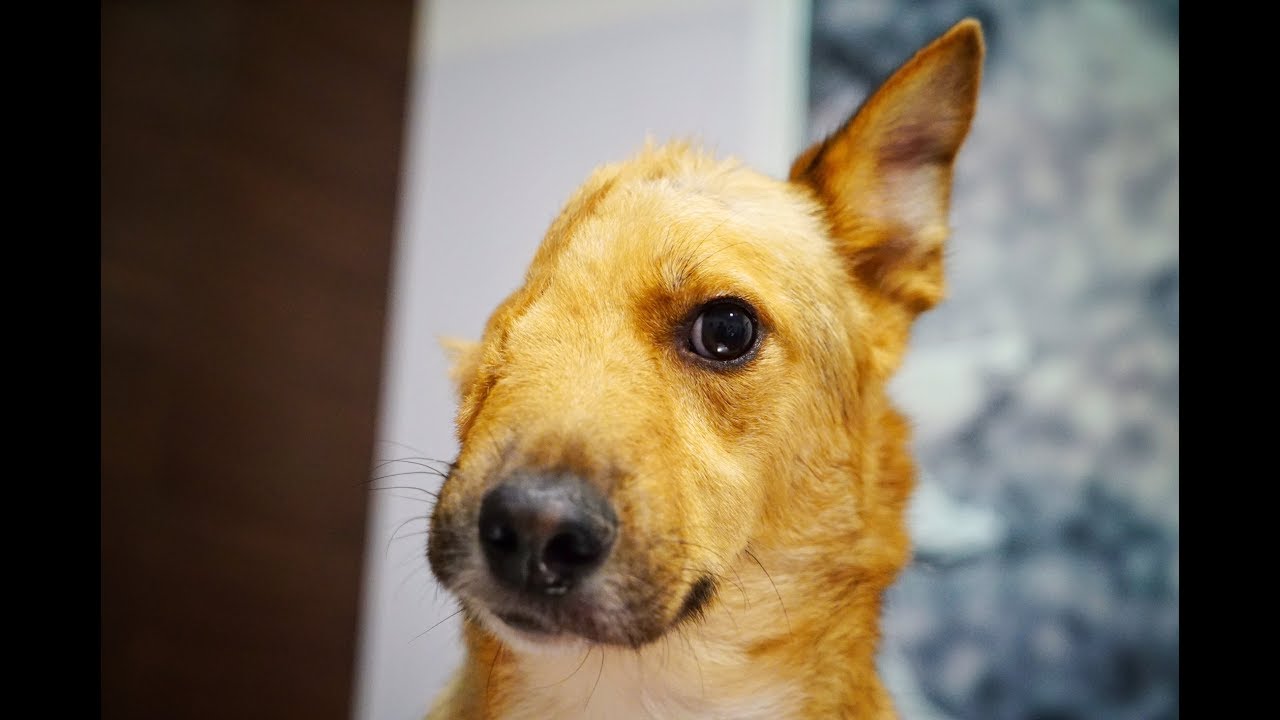 BEST DOG RESCUE VIDEO YOU WILL SEE TODAY! - YouTube