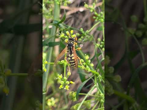 Why Do Wasps Legs Hang When They Fly