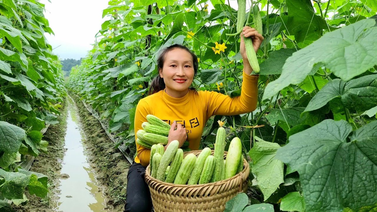 Harvesting Cucumber Garden goes to the market sell | Ly Thi Tam - YouTube