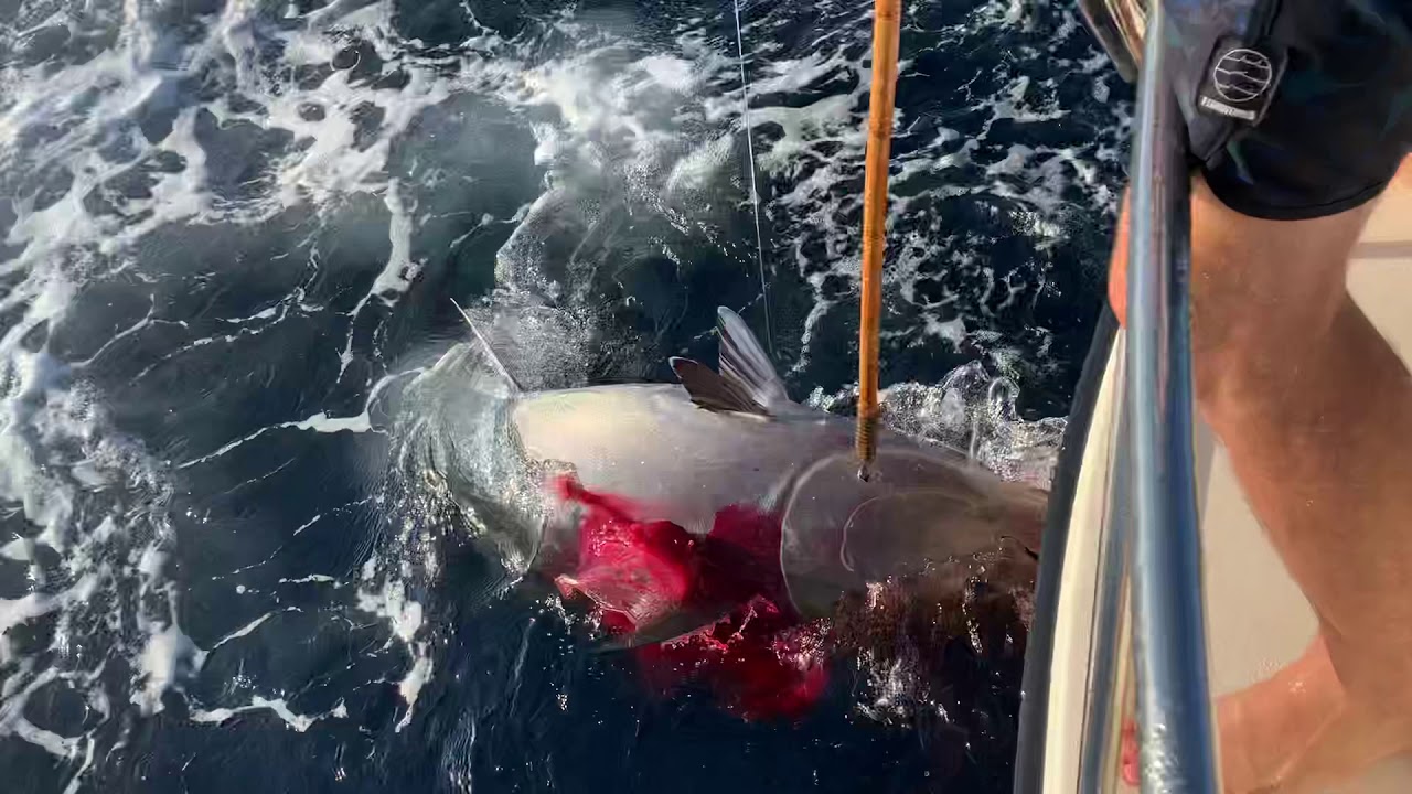Bloody Bluefin - YouTube