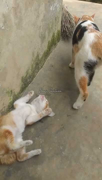 kucing kampung lucu | ulat bulu gemoy barbar | kucing oren vs kucing telon - YouTube