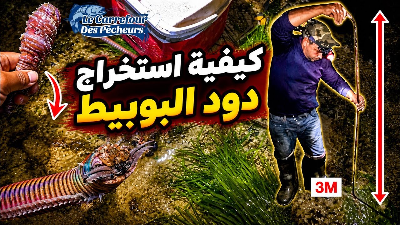 كيفية استخراج دودة البوبيط او اناكوندا البحر بطريقة احترافية مع الرايس ...