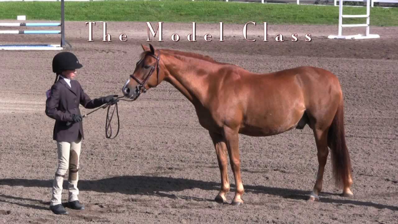 Pony Division Basics - YouTube