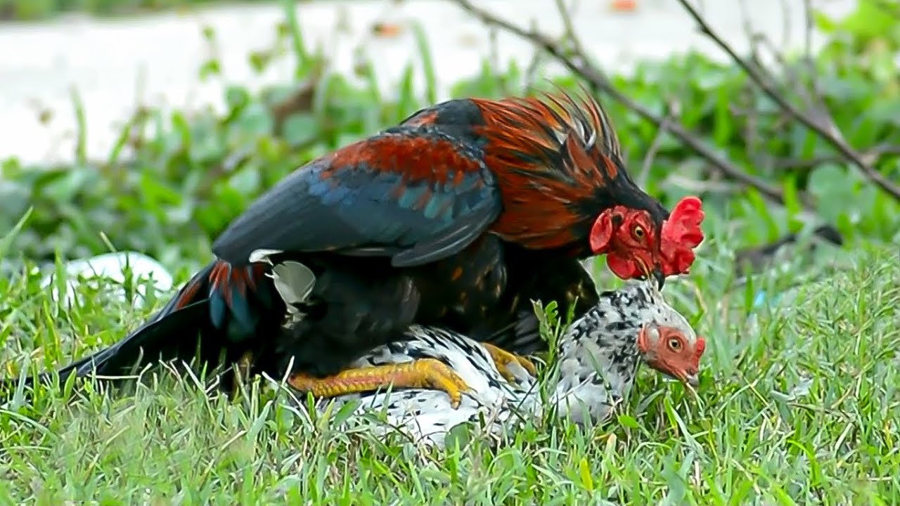 Wild fowl, rooster and white hen mating on grass lawn - YouTube