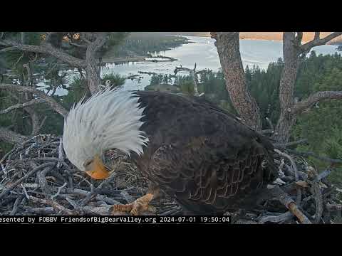 An evening with Shadow FOBBV CAM Big Bear Bald Eagle Live Nest - Cam 1 ...