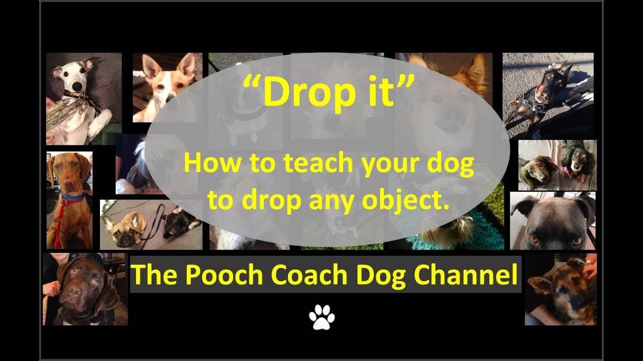 How to train a dog to drop any object - The Pooch Coach - YouTube
