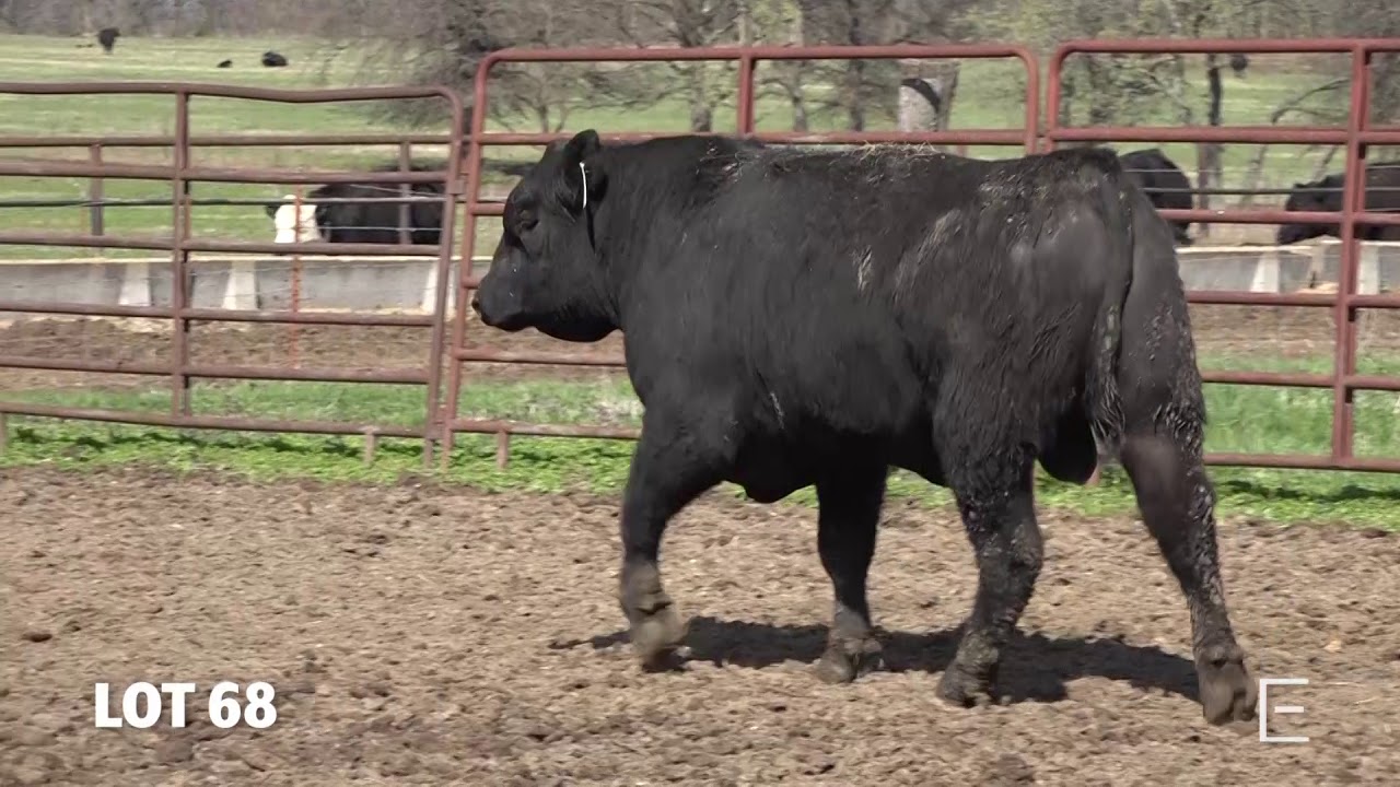 Ogden Angus Ranch LOT 68 - YouTube