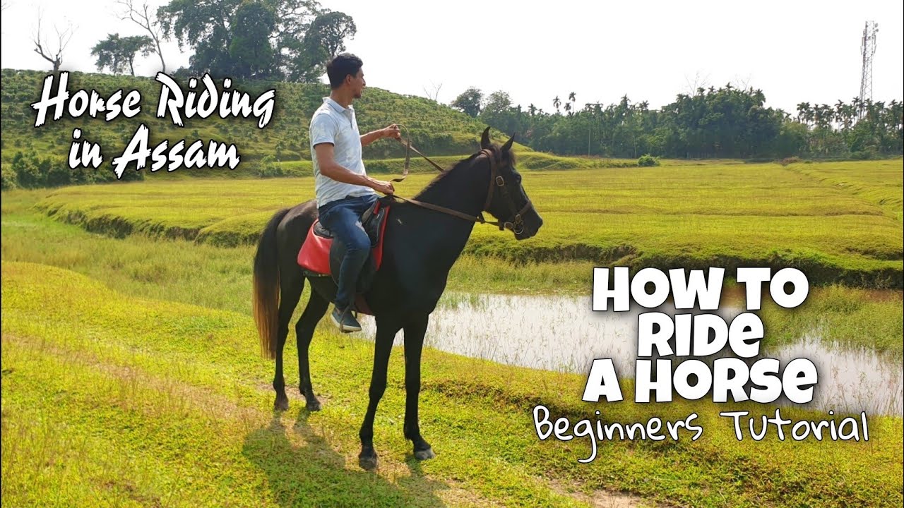 How To Ride A Horse | Beginners Tutorial | Horse Riding In Assam ...