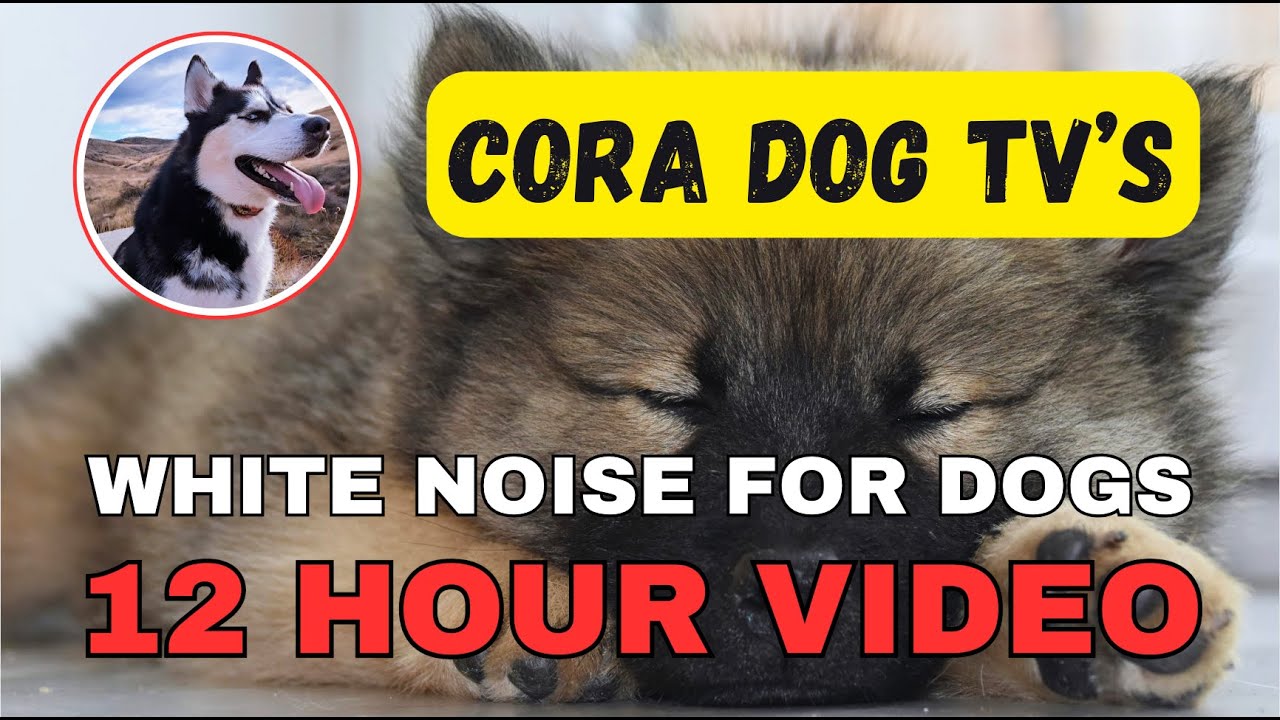 Cora Dog TV's (12 Hour) WHITE NOISE for Dogs Video! - YouTube
