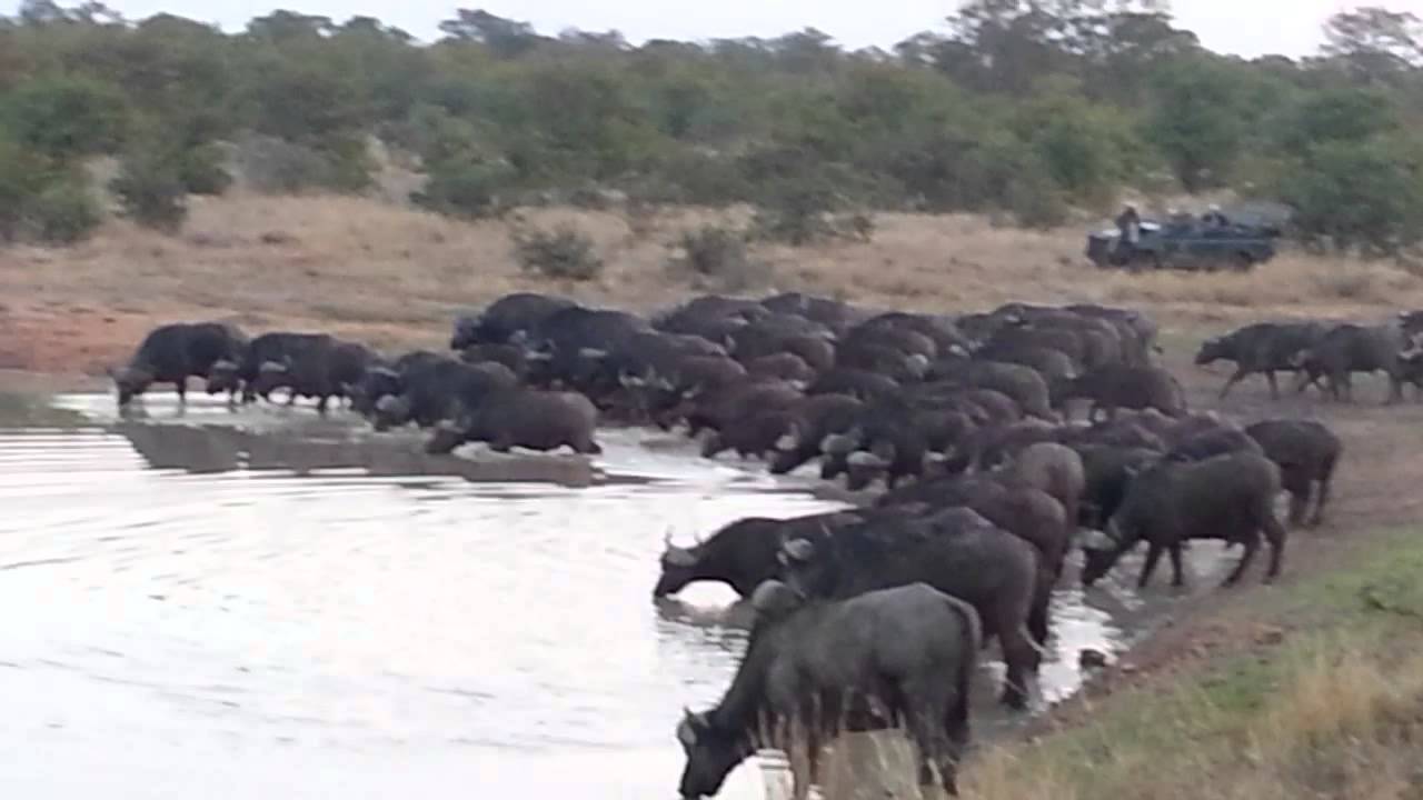 Cape Buffalo migration in Timbavati - YouTube