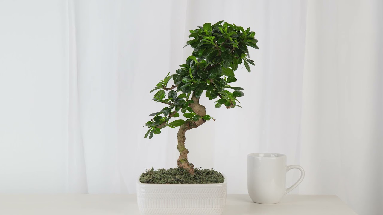 Bonsai As Houseplants Costa Farms Youtube