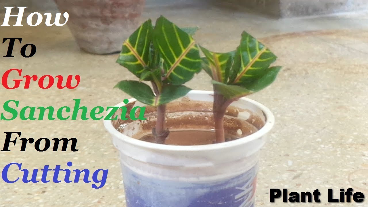 How to Grow Sanchezia Plant From Cutting Beautiful House Plant - YouTube