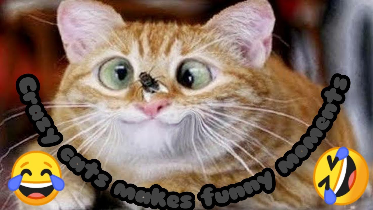 Crazy cats makes funny moments! 😂 - YouTube