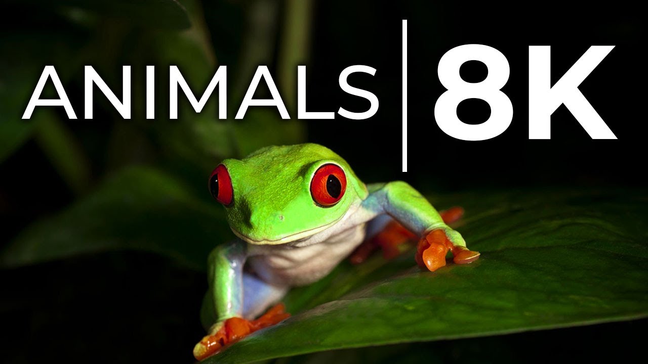Most Beautiful Wild Animals in 8K ULTRA HD Collection - Wildy Vibes ...