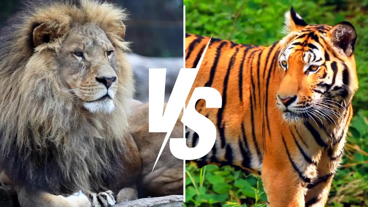 Lion vs. Tiger: Who Truly Rules the Animal Kingdom? - YouTube