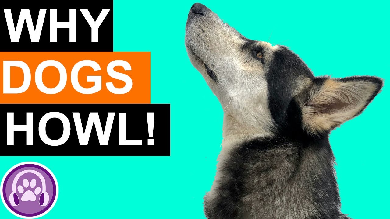 Why Do Dogs Howl? - YouTube