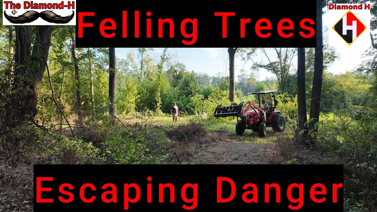 Two Fellers Felling Trees & Escaping Danger - YouTube
