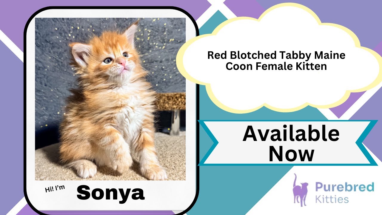 Sonya Red Blotched Tabby Maine Coon Female Kitten Available Now ...