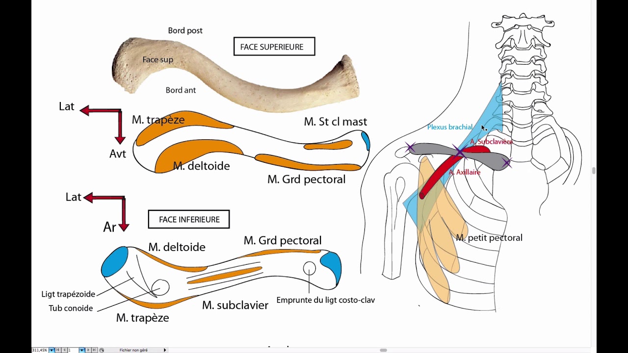 Clavicule et scapula - YouTube