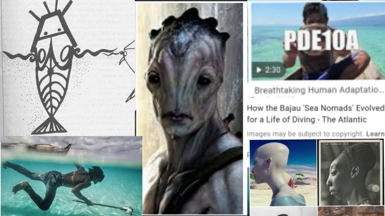 Aquatic 'Humans' / 'Human' Fish? The Bajau & Moken people! PDE10A The ...