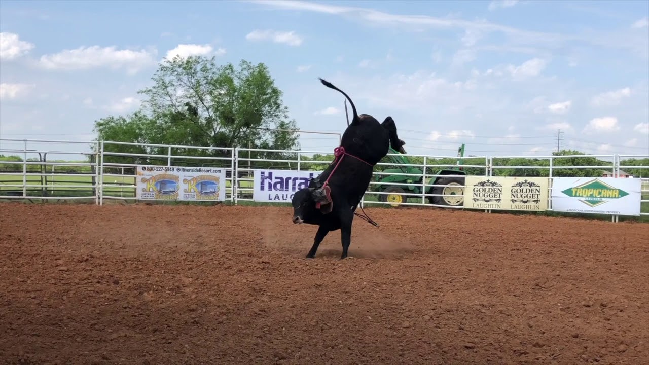 June 5th Yearling Incentive Bull Sale Preview - YouTube