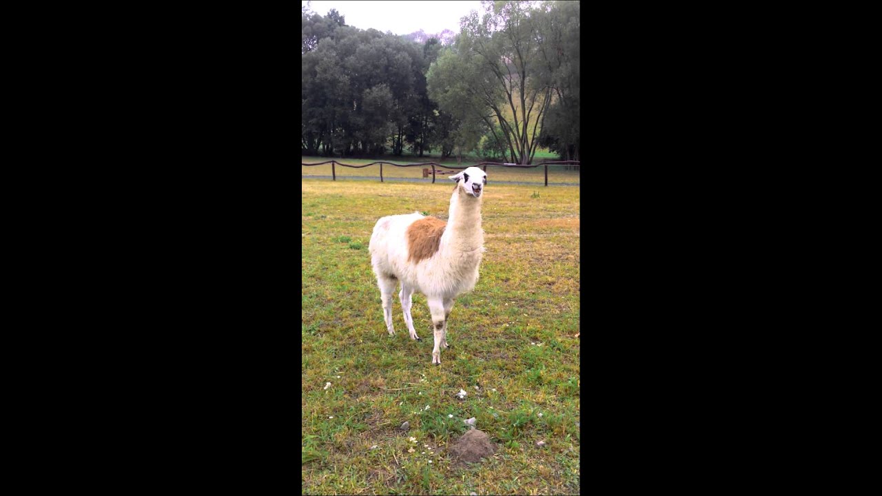 Llama laughs - YouTube