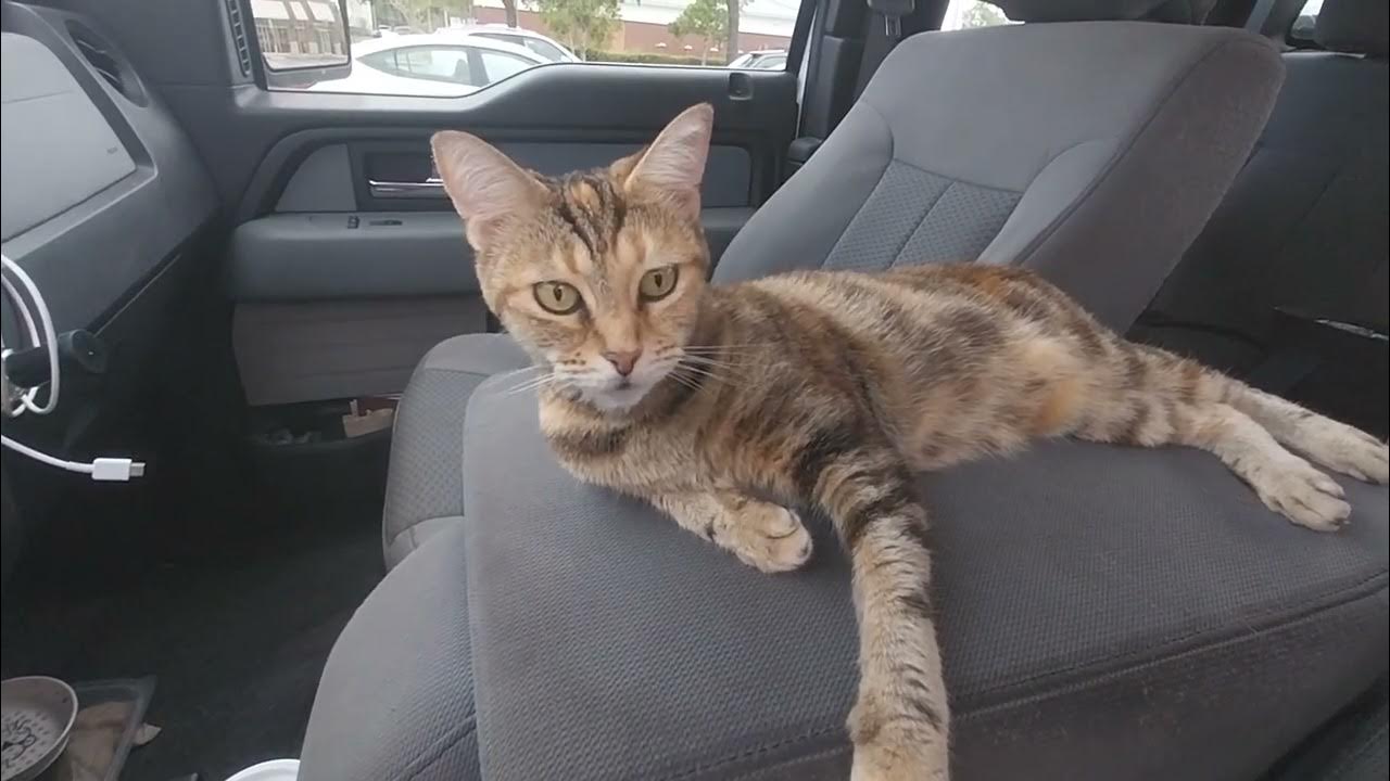 Precious Pussycat Show Truck Time Cat Catlover Purrfect Youtube