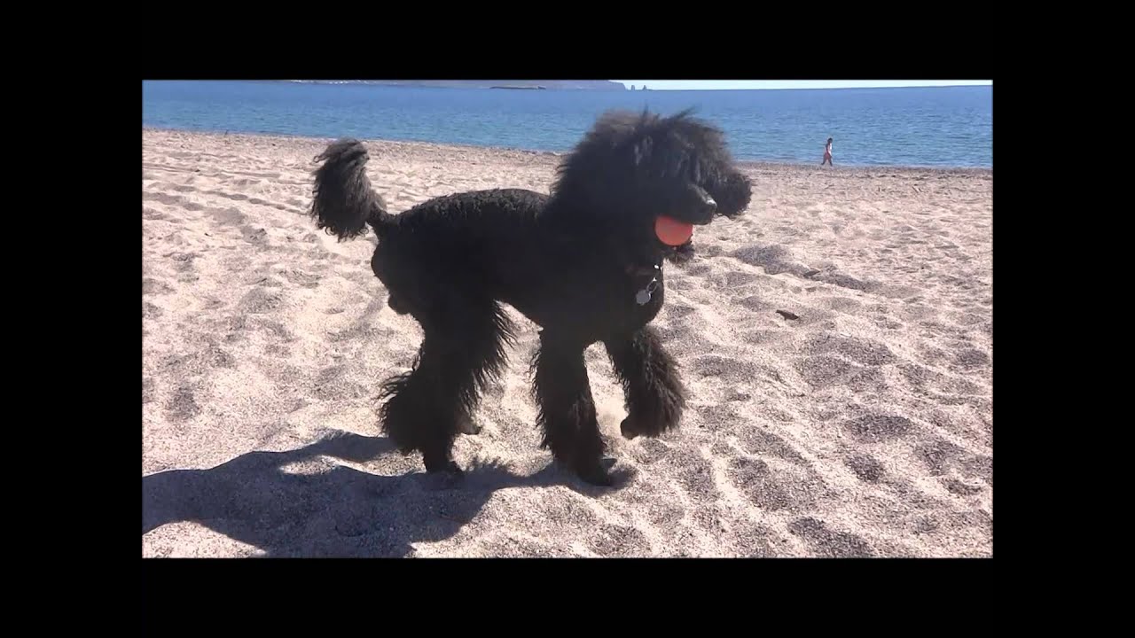 Fraggle Dog on the beach - YouTube