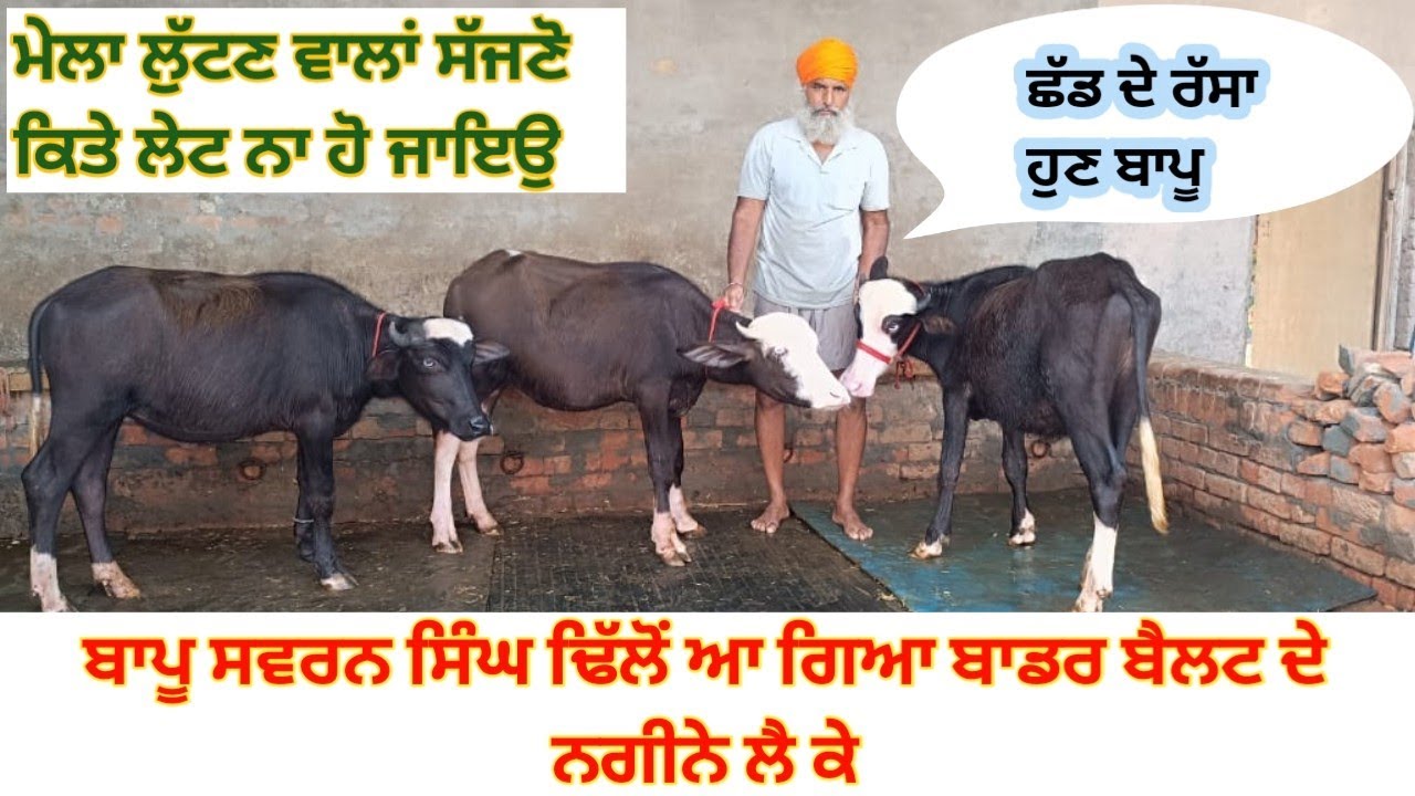 Highlight 0:00 – 3:30 from News Raj farm is live Nili Ravi top class ...